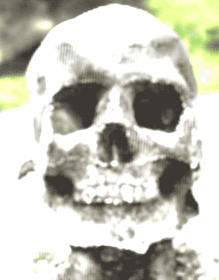 Art Skull GIF - Find & Share on GIPHY