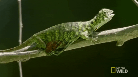 National Geographic Lizard GIF by Nat Geo Wild - Find & Share on GIPHY