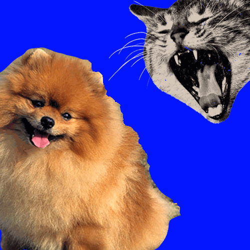 Wait What Cat GIF - Find & Share on GIPHY