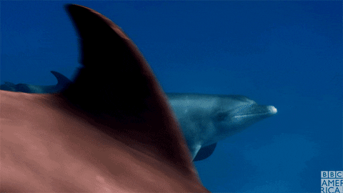 Blue Planet Dolphins GIF by BBC America - Find & Share on GIPHY