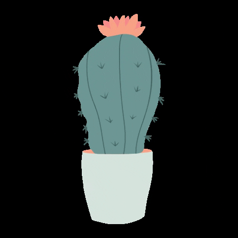 Plant Cactus GIF by Succulent Bar - Find & Share on GIPHY