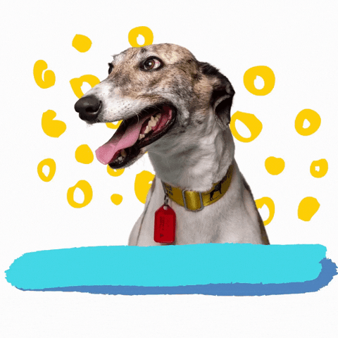 Rescue Dog GIF by Greyhound Rescue - Find & Share on GIPHY