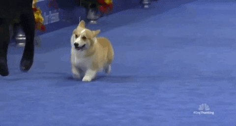 Dog Show Corgi GIF by NBC - Find & Share on GIPHY