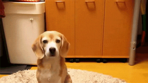 Dog GIF - Find & Share on GIPHY