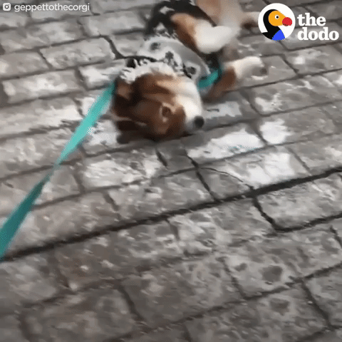 Dog Puppy GIF by The Dodo - Find & Share on GIPHY