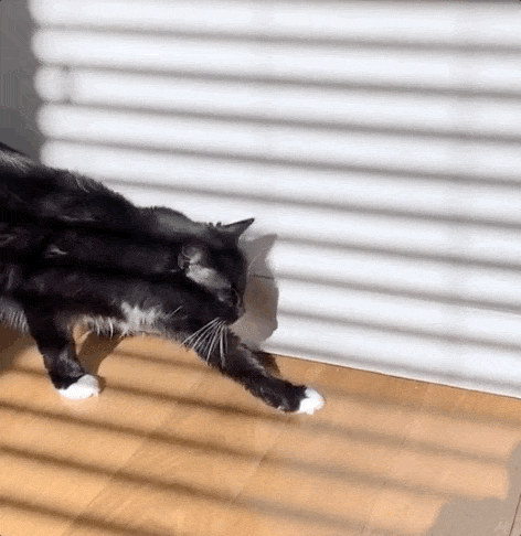 Cat Kitten GIF by Chris Cubellis - Find & Share on GIPHY