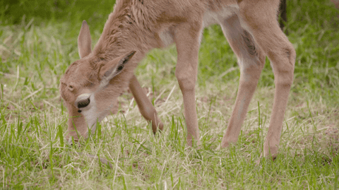 Tired Baby Animals GIF by San Diego Zoo Wildlife Alliance - Find ...