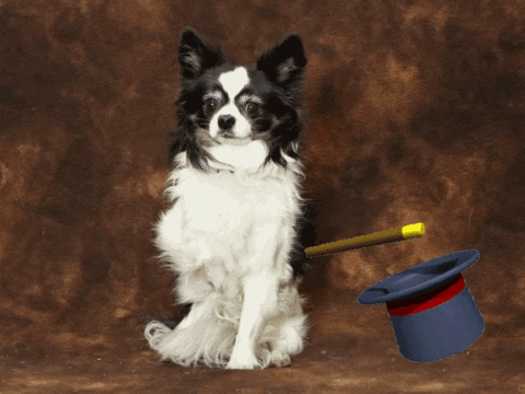 Dog Magic GIF by Nebraska Humane Society - Find & Share on GIPHY