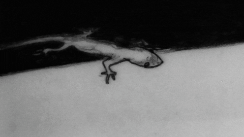 GIU GIF - Find & Share on GIPHY