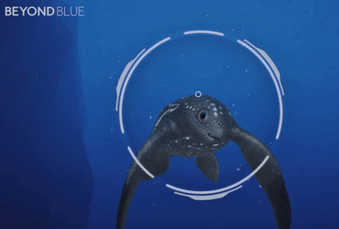 Leatherback Turtle GIF by Beyond Blue - Find & Share on GIPHY