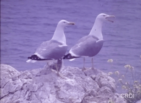 CRDI. Ajuntament de Girona GIF - Find & Share on GIPHY