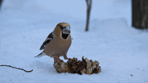 GIF by Our Planet - Find & Share on GIPHY