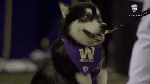 University Of Washington Dog GIF by Pac12Network - Find & Share on GIPHY