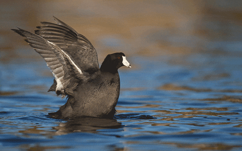 Flapping GIF - Find & Share on GIPHY