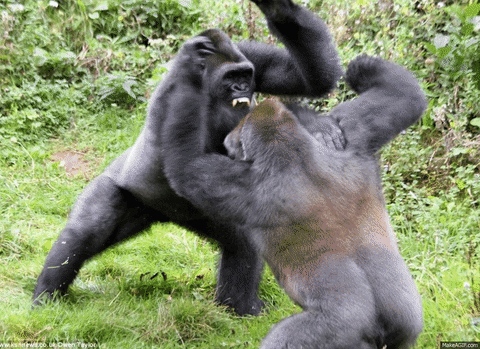 Gorilla GIFs - Find & Share on GIPHY
