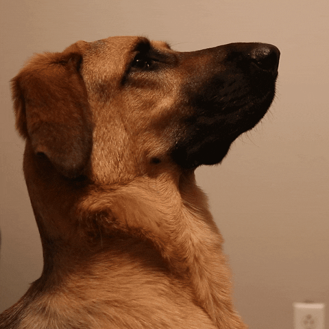 Dog Drool GIF - Find & Share on GIPHY