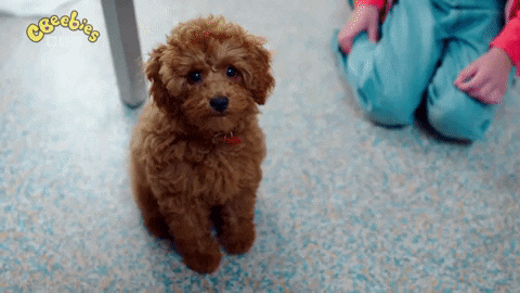 Dog Jumping GIF by CBeebies HQ - Find & Share on GIPHY