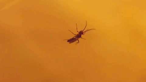 Tiny wasp (probably), 6 mm long, jittery antennas [Romania] : r ...