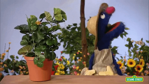 Spring Plant GIF by Sesame Street - Find & Share on GIPHY