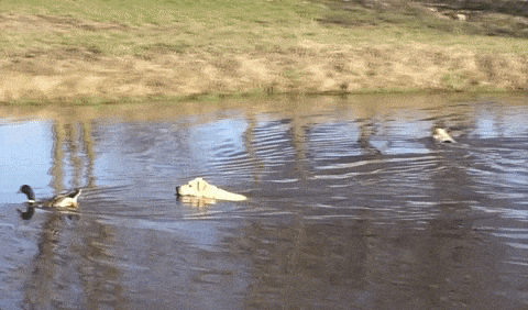 Dog Fail GIF by America's Funniest Home Videos - Find & Share on GIPHY