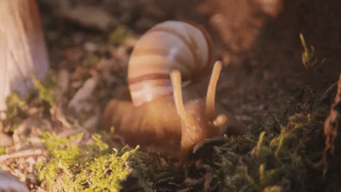 Episode 5 Snail GIF by Portlandia - Find & Share on GIPHY