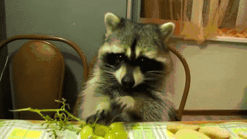 Raccoon GIF - Find & Share on GIPHY