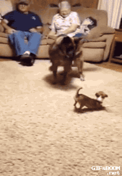 Scared Dog GIF - Find & Share on GIPHY