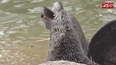 Fish Eating GIF by Columbus Zoo and Aquarium - Find & Share on GIPHY