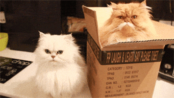 Cats In A Box GIFs - Find & Share on GIPHY