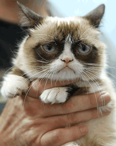 Grumpy Cat GIF - Find & Share on GIPHY