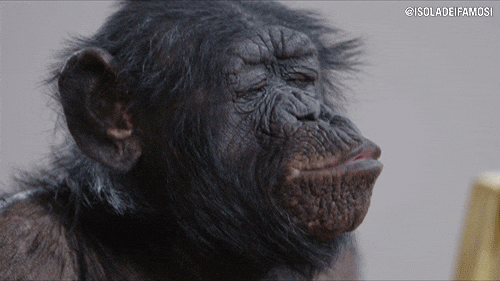 Scimmia GIF by Isola dei Famosi - Find & Share on GIPHY