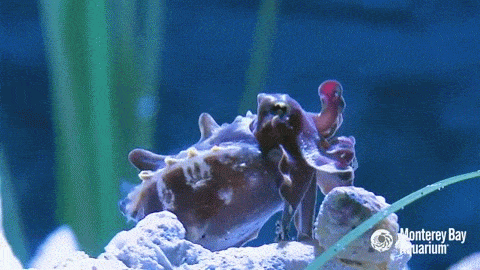 Flamboyant Cuttlefish Tentacles GIF by Monterey Bay Aquarium - Find ...