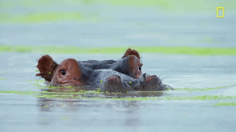 Nat Geo Hippo GIF by National Geographic Channel - Find & Share on GIPHY