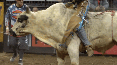 Professional Bull Riders (PBR) GIF - Find & Share on GIPHY