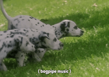 Dogs Running GIFs - Find & Share on GIPHY