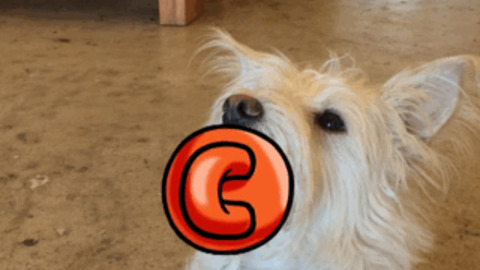 GIPHY CAM GIF - Find & Share on GIPHY