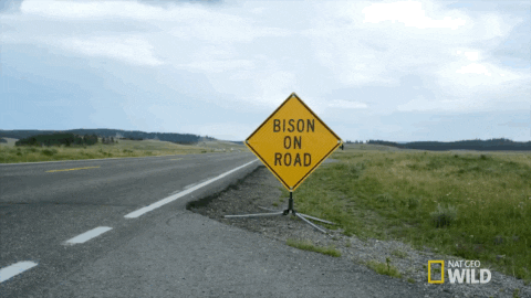 Bison Yellowstone GIF by Nat Geo Wild - Find & Share on GIPHY