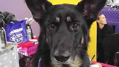 German Shepherd Dog GIF by Westminster Kennel Club - Find & Share on GIPHY