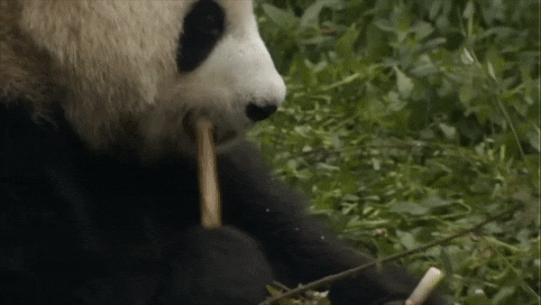 Close Up Bamboo GIF by Neon Panda MX - Find & Share on GIPHY