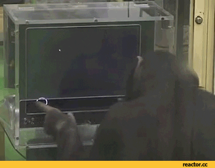 Monkey GIF - Find & Share on GIPHY