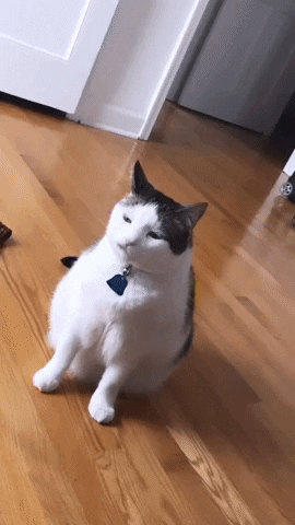 Happy Party GIF by See and Feel - Find & Share on GIPHY