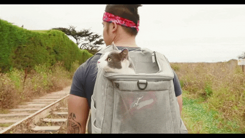 Travelcatlife GIF by Your Cat Backpack - Find & Share on GIPHY