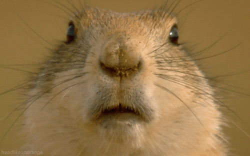 Rodent GIF - Find & Share on GIPHY