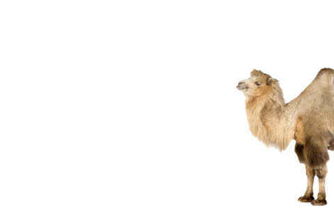 Camel GIFs - Find & Share on GIPHY