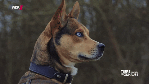 Tsez Tierschutz GIF by WDR - Find & Share on GIPHY