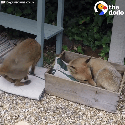 Fox Playground GIF by The Dodo - Find & Share on GIPHY