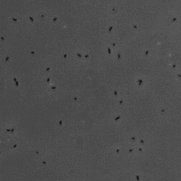 Bacteria GIF - Find & Share on GIPHY