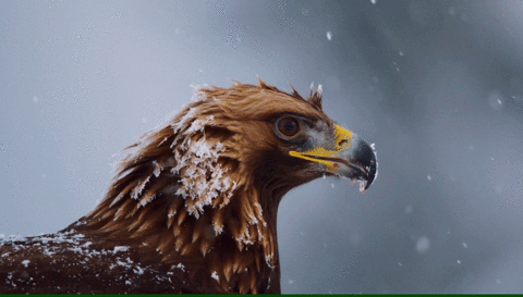 Eagle GIF - Find & Share on GIPHY