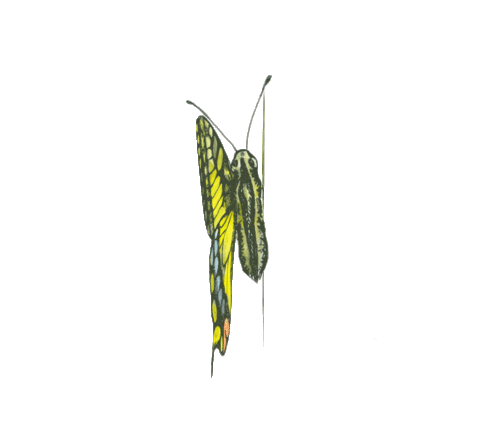 Butterfly Sticker by Boston College Arts Council for iOS & Android | GIPHY