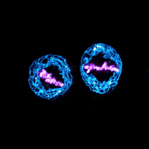 Development Cells GIF by EMBL - Find & Share on GIPHY